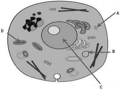 Class 9 Biology Model Paper 1 MCQs Test - FBISE Solved Past Papers